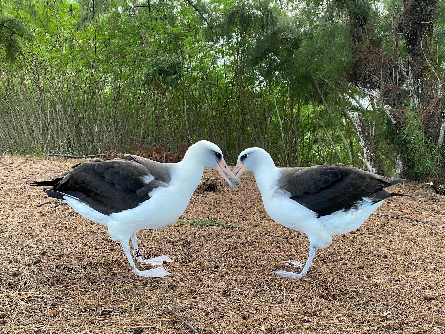 Albatross Nesting Season 2024 – Real Noni