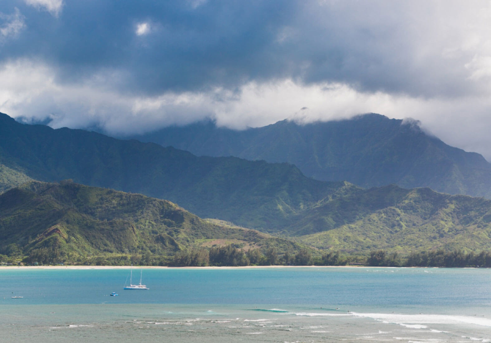 Why Pets Love Noni Fruit Leather – Real Noni