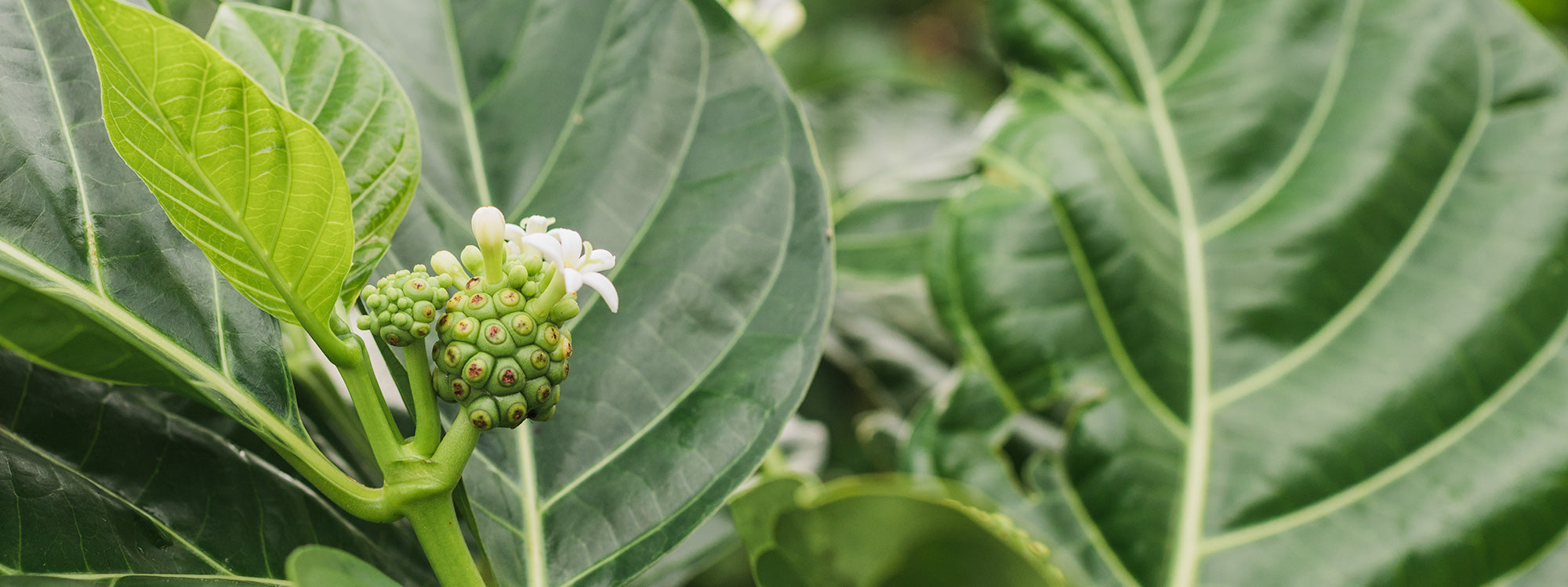 Noni Fruit Leather – Real Noni