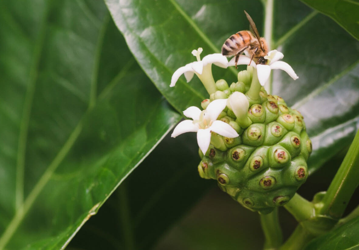 Contact – Real Noni